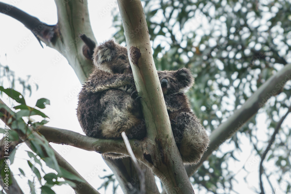 Nasser Koalabär Koala auf einem Eukalyptus Baum in Victoria Australien ...