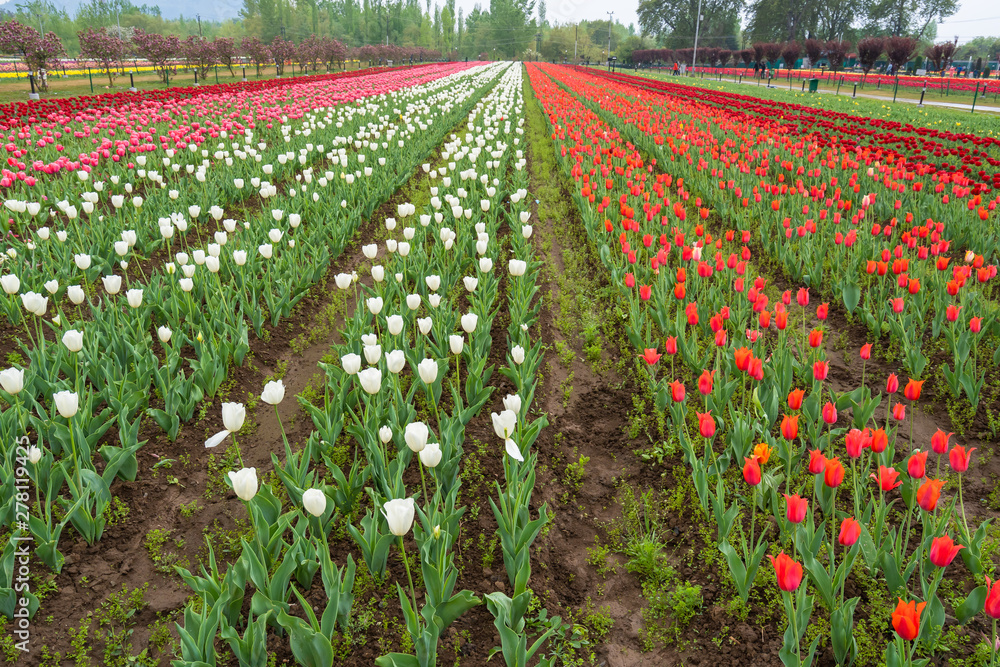 Beautiful tulip flowers is a veritable Eden of Indira Gandhi memorial ...