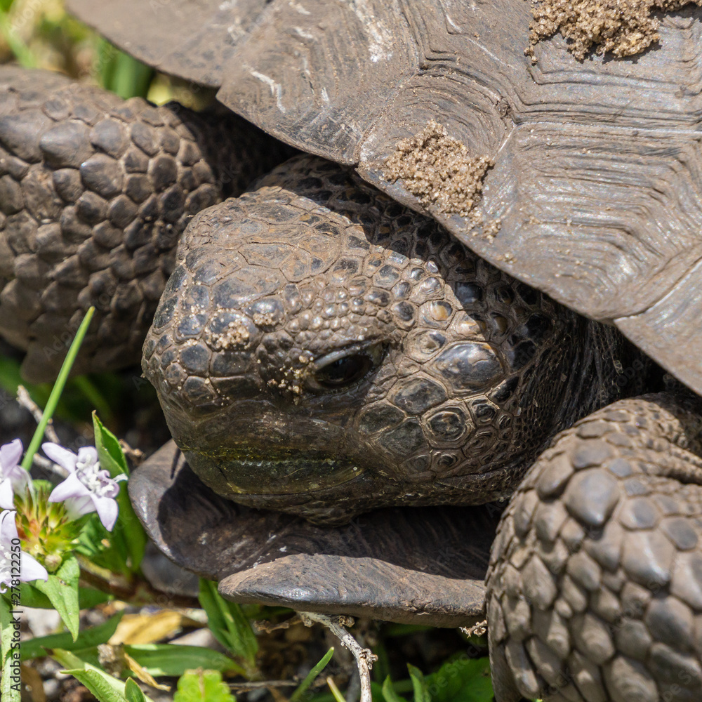 Gopher Tortoise (Gopherus polyphemus) at Indian Riverside Park, Jensen ...