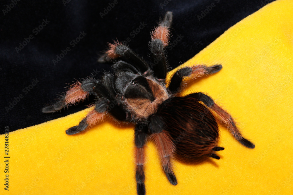 Black And Yellow Tarantula