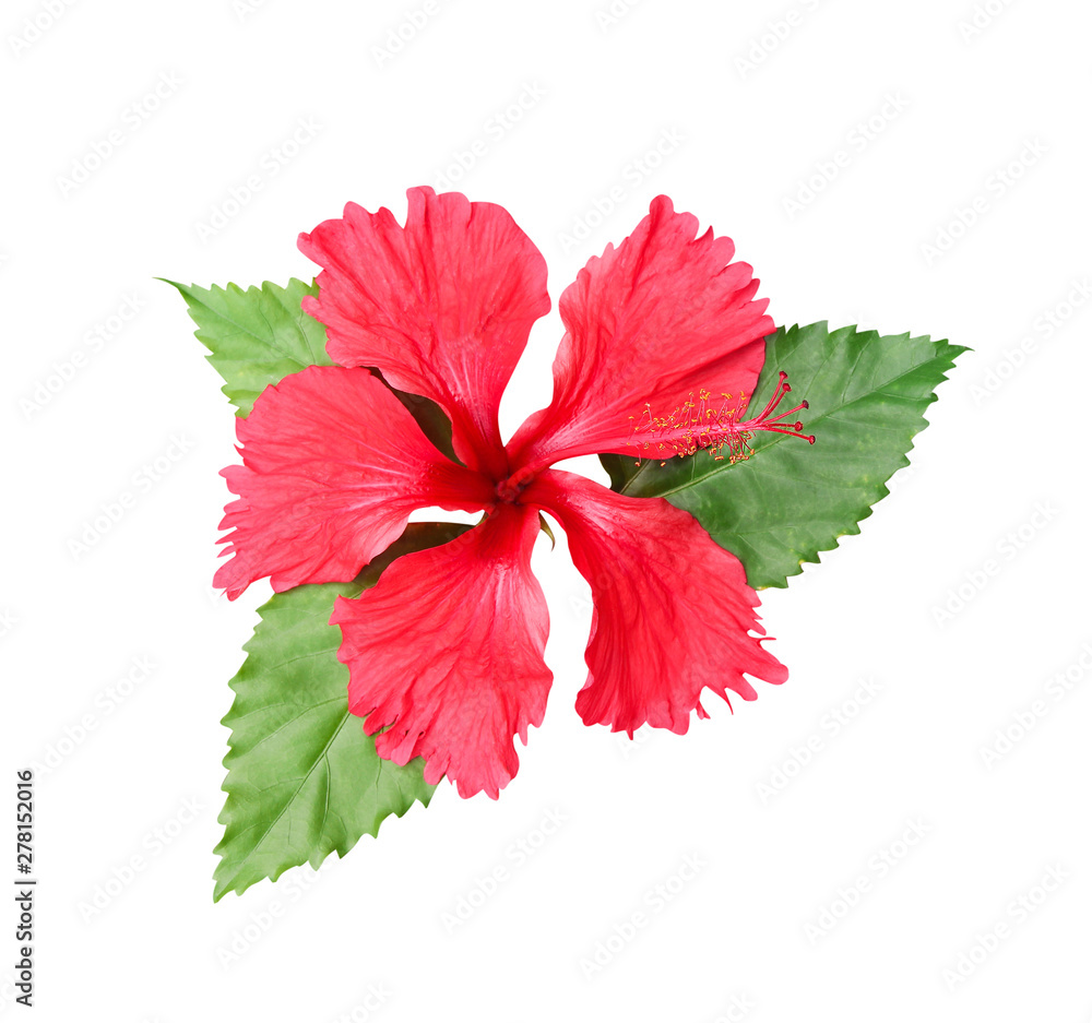 Single colorful flowers sweet red chaba or hibiscus rosa sinensis with ...
