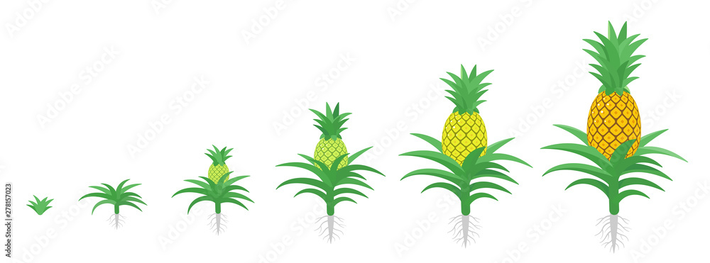 The Growth Cycle of pineapple. Tropical plant with an edible fruit ...