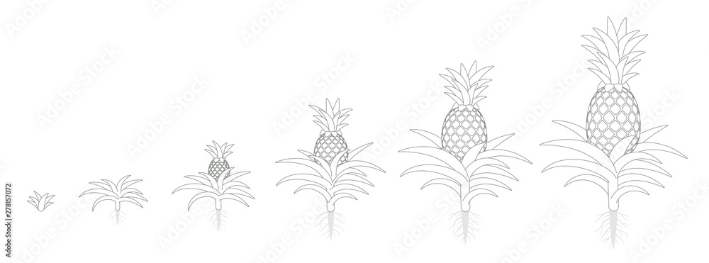 The Growth Cycle of pineapple. Tropical plant with an edible fruit ...