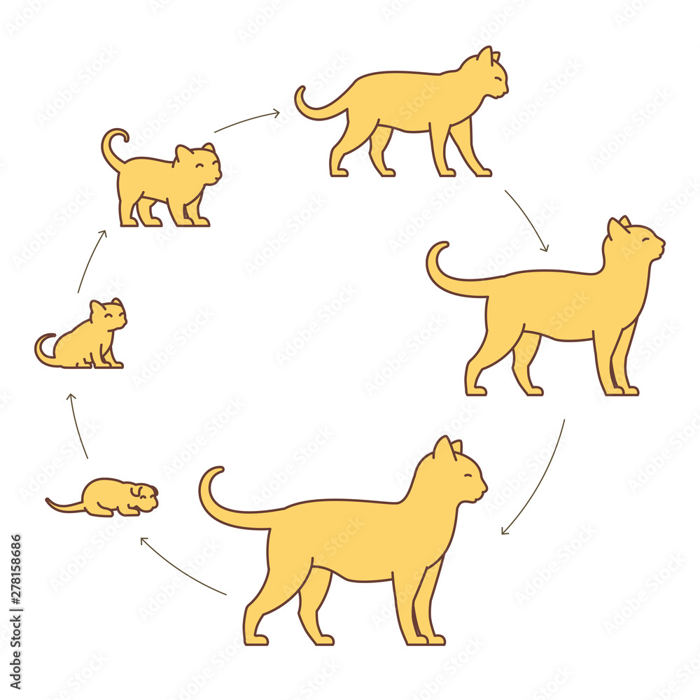 Round Stages Of Cat Growth Set From Kitten To Adult Cat Animal Pets