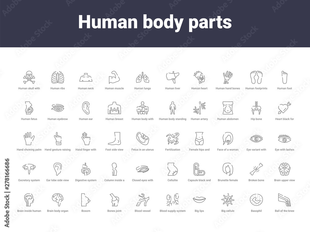 human body parts outline icons Stock Vector | Adobe Stock