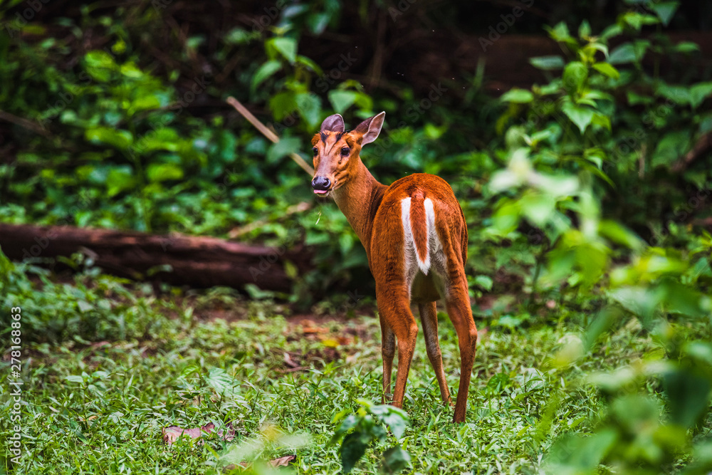 Muntiacus muntjak or fea's barking deer or so called fea's muntjac ...