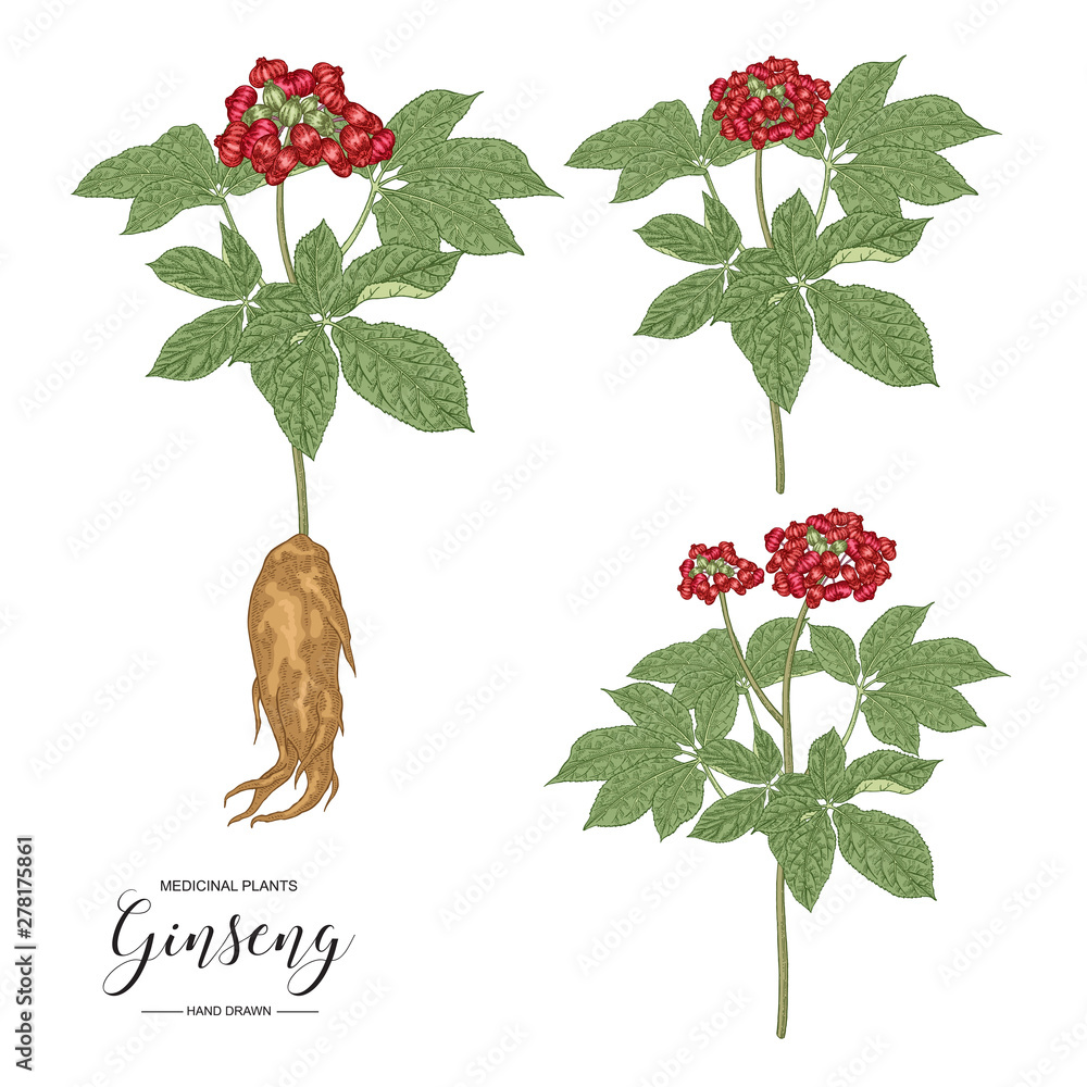Panax Ginseng set. Hand drawn root, leaves and berries of Ginseng ...