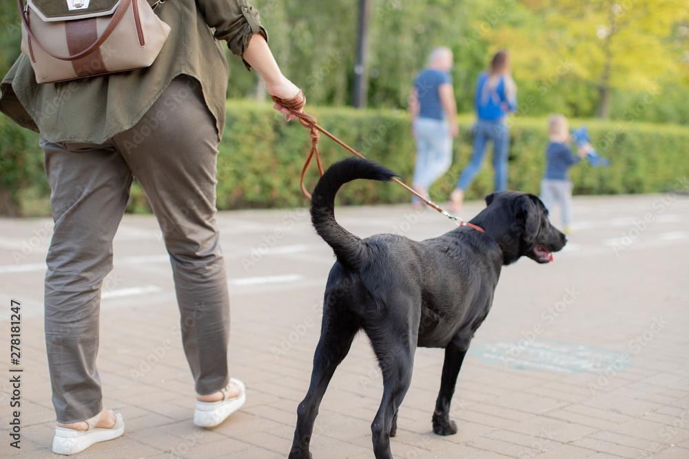 Woman and her black dog - a young woman walking with a dog on a leash ...