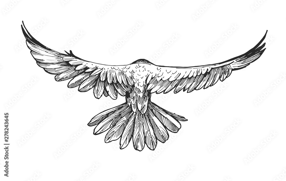 Sketch of flying raven. Hand drawn illustration converted to vector ...