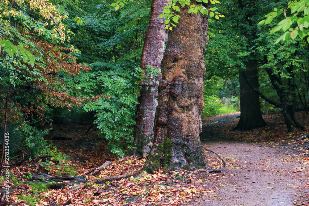 Autumn arrives in the forest as the first leaves turn to gold and fall ...