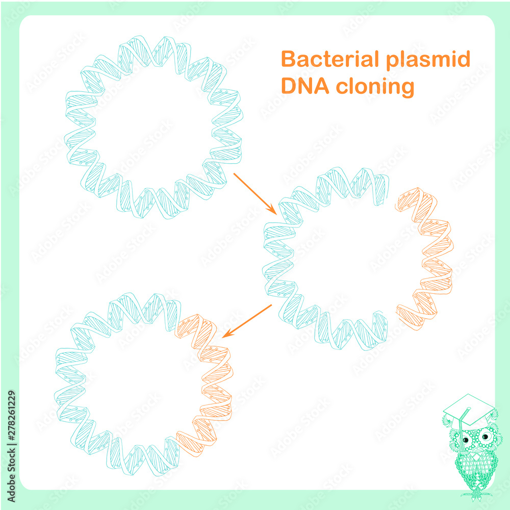 Bacterial plasmid DNA cloning scheme design element stock vector ...