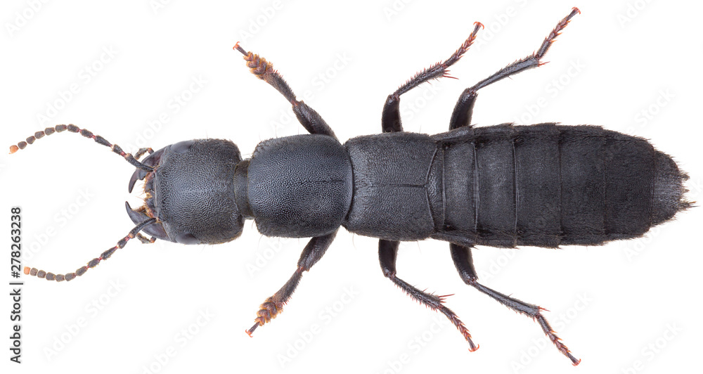 Ocypus nitens is a species of large rove beetle in the family ...