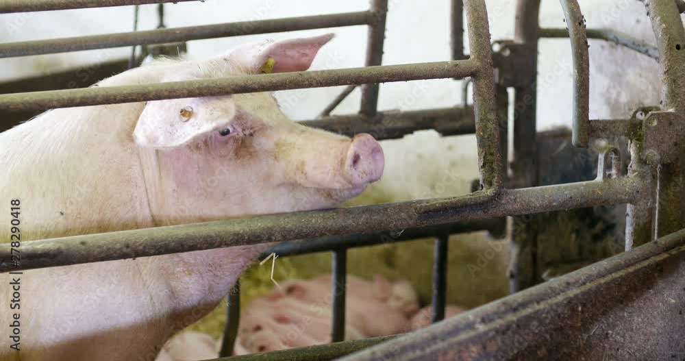 pigs on livestock farm, pigs farm, livestock farm. Modern Agricultural ...