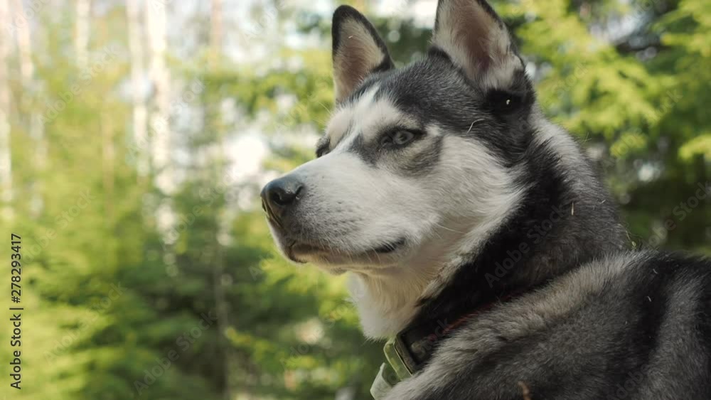 Spitz husky sat amongst nature in a forest, Finland Stock Video | Adobe ...