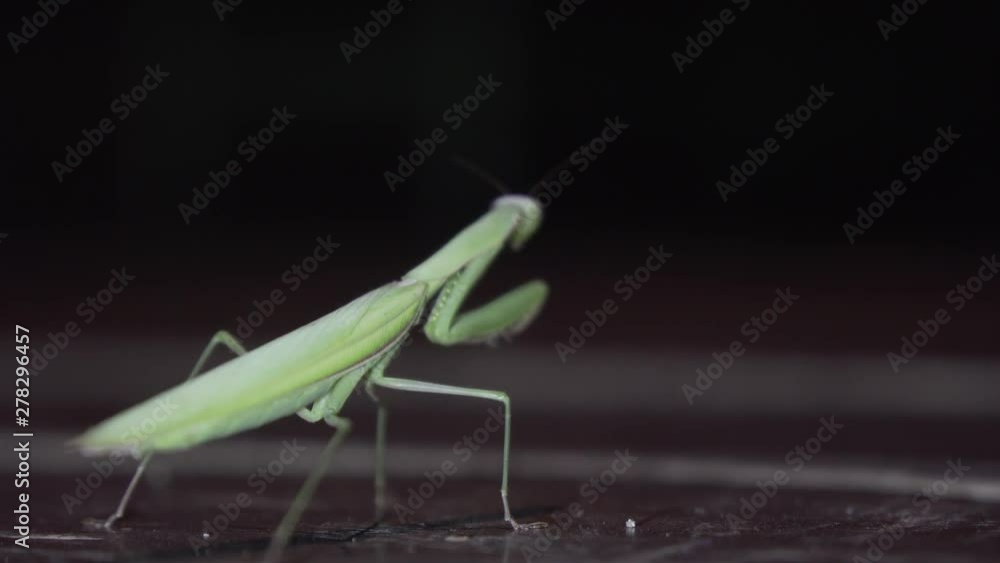 Close up Praying Mantis back with walking ants . Mantis Religiosa with ...