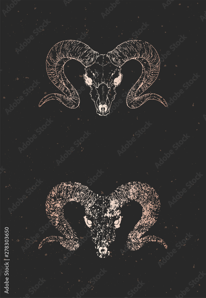 Vector illustration with two variants of hand drawn wild ram skulls on ...