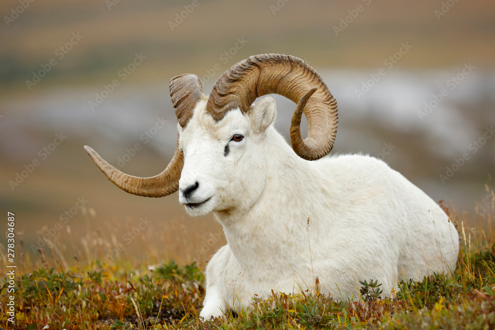 Dall Sheep Stock Photo | Adobe Stock