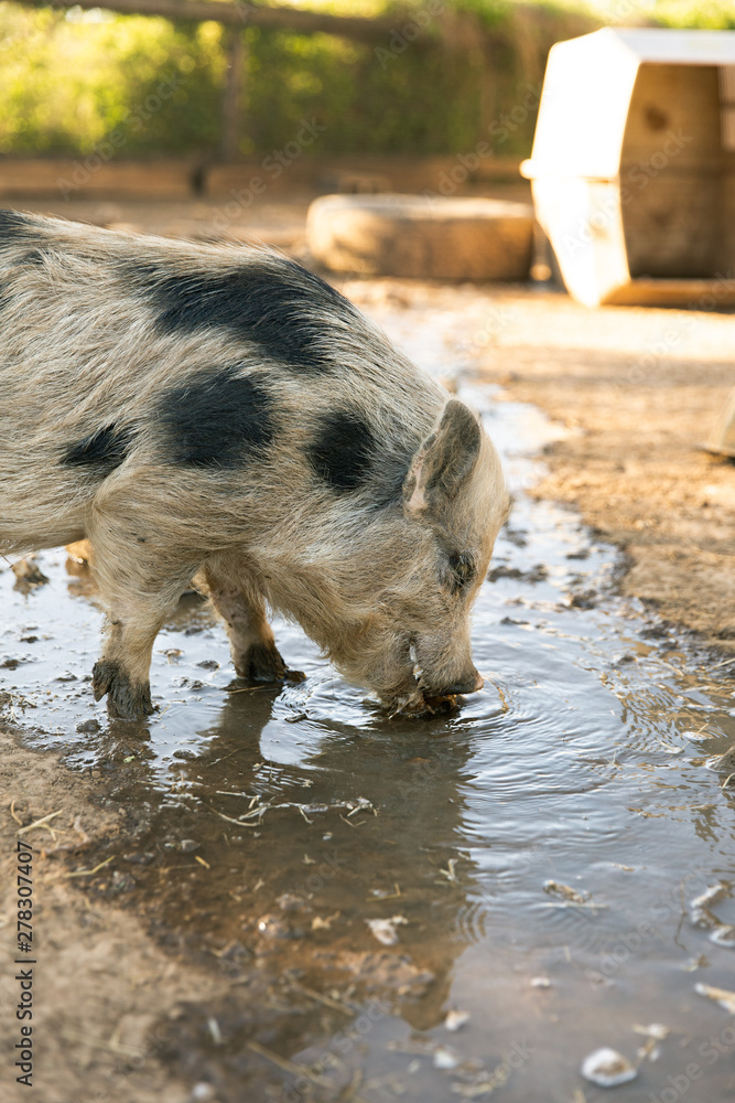 Pig in water Stock Photo | Adobe Stock