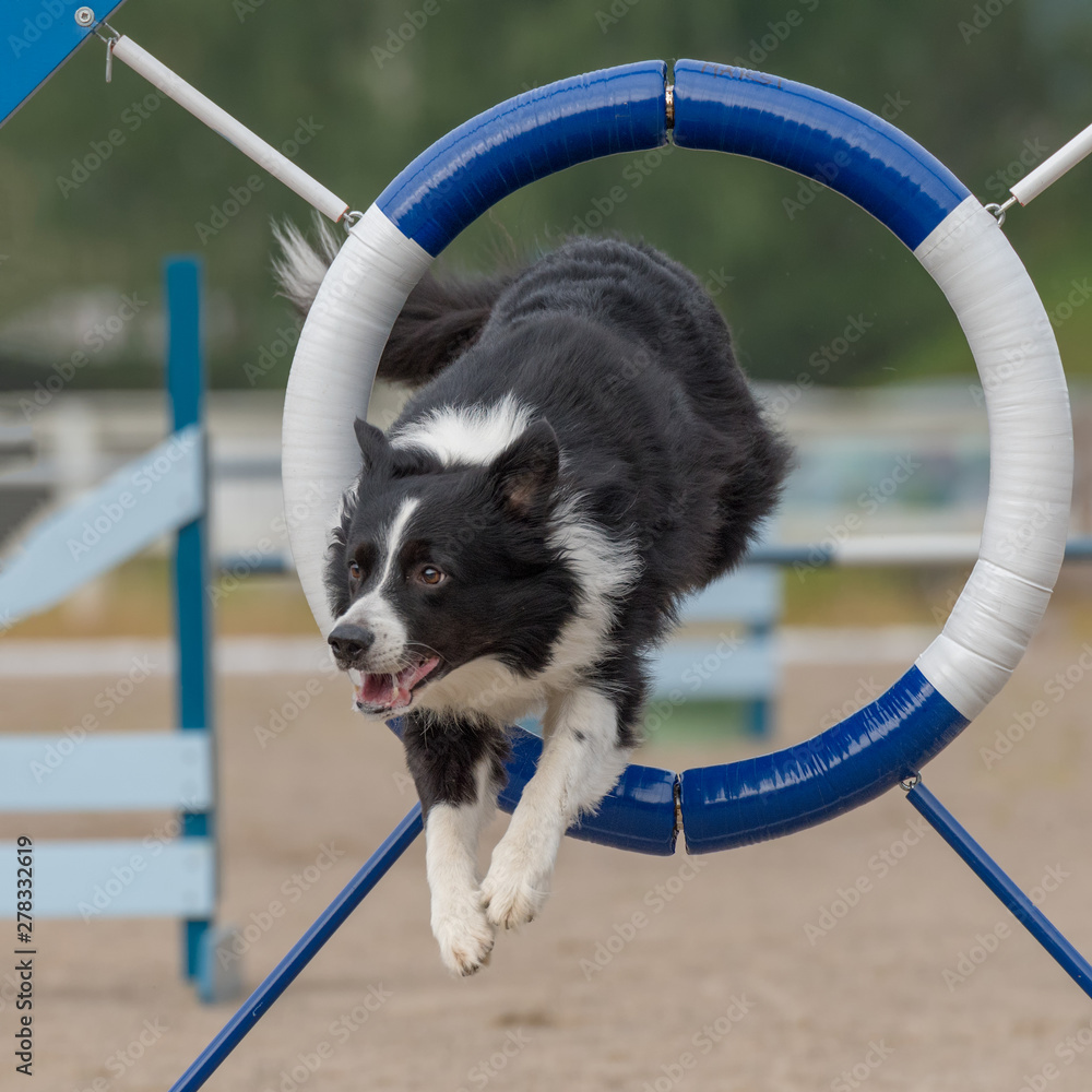 How Big Is A Dog Agility Ring