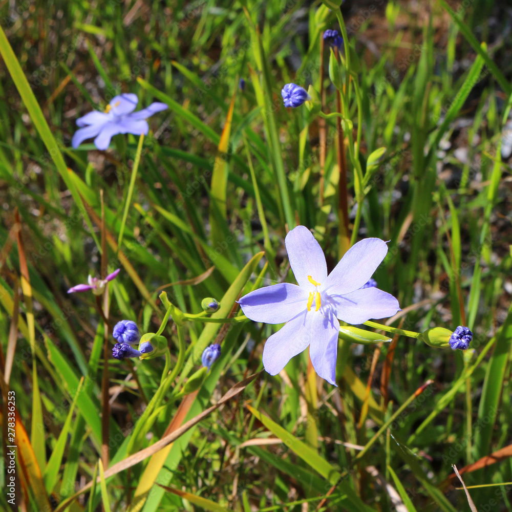 Nodding blue lily or blind grass (Stypandra glauca) - an endemic ...
