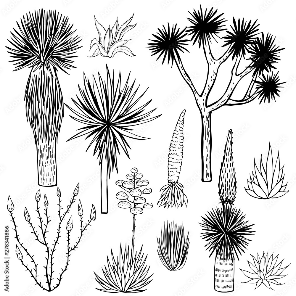 Desert plants. Succulents. Vector sketch illustration. Stock Vector ...