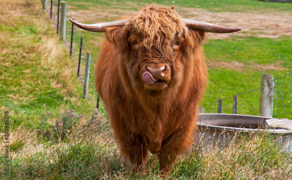 Scottish highland cow with big horns licking its nose. Stock Photo ...