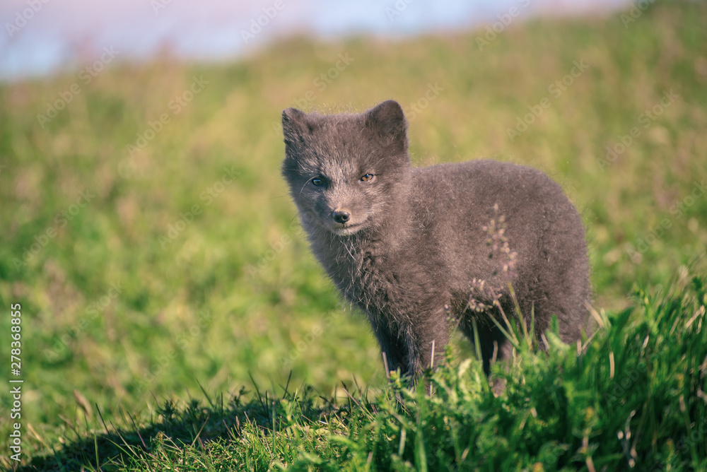 Arctic fox cub Stock Photo | Adobe Stock