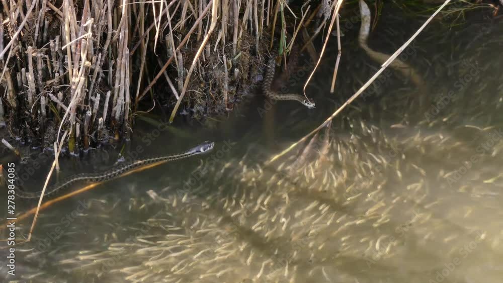 The dice snake (Natrix tessellata) The watermark is a large, non ...