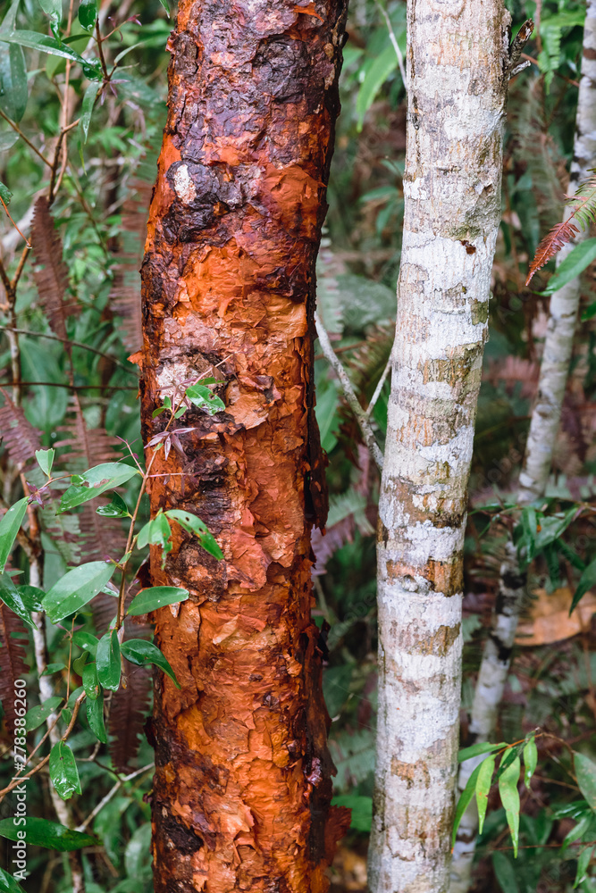Red Bark Tree of Syzygium Gratum in the forest of Hala-Bala wildlife ...