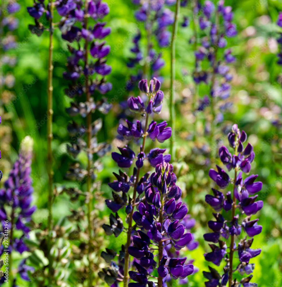 Lupine Flower Wallpaper