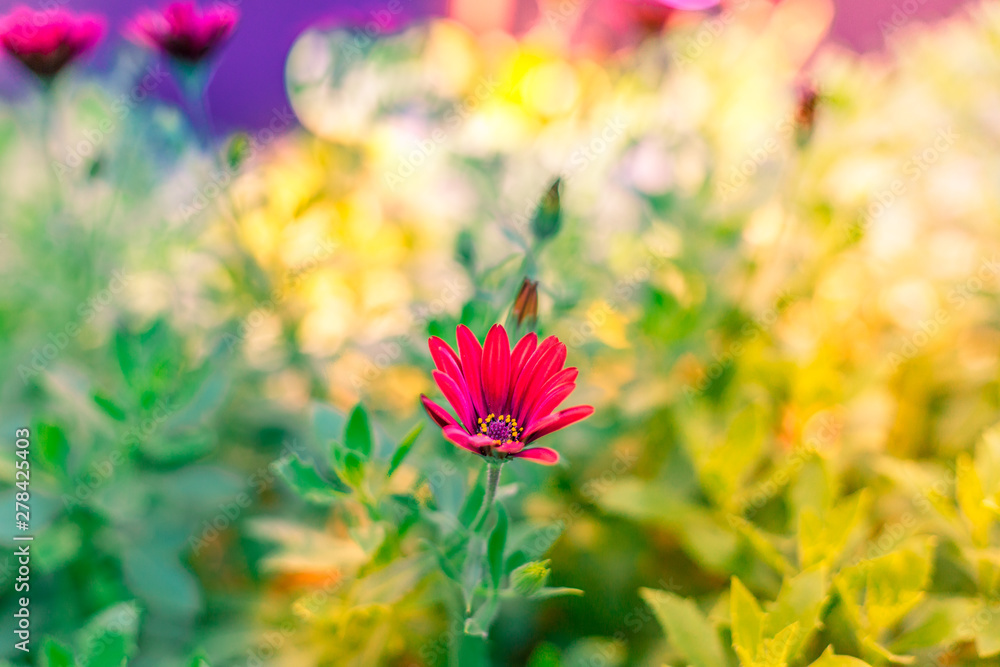 A blooming Zion Red African Daisy, known as Osteospermum ecklonis ...