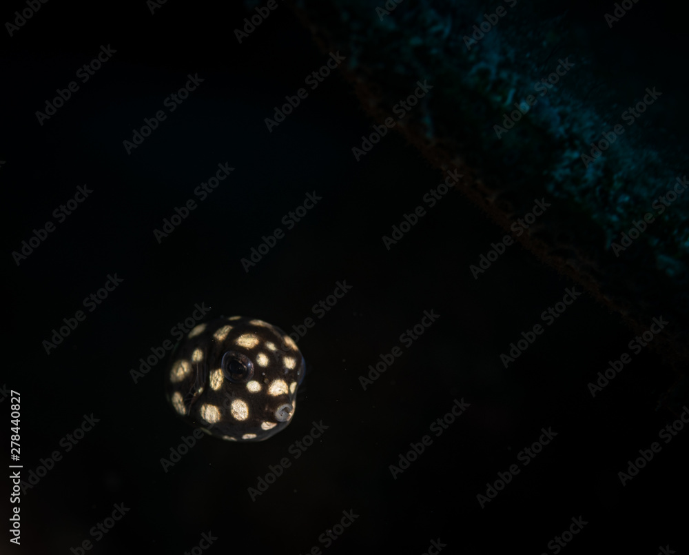 Juvenile Spotted Trunkfish