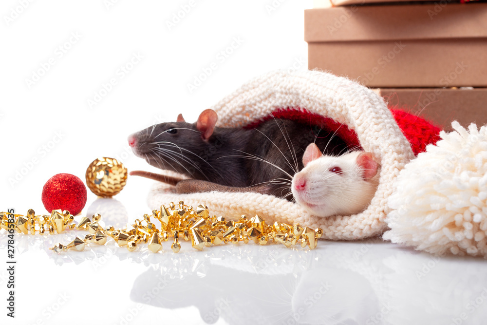New year's poster for Chinese happy year of rat 2020. Black and white ...
