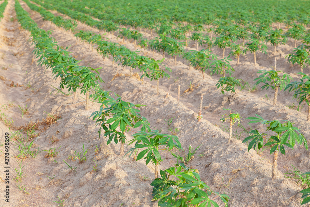 Growing Cassava, 54% OFF | www.pinnaxis.com