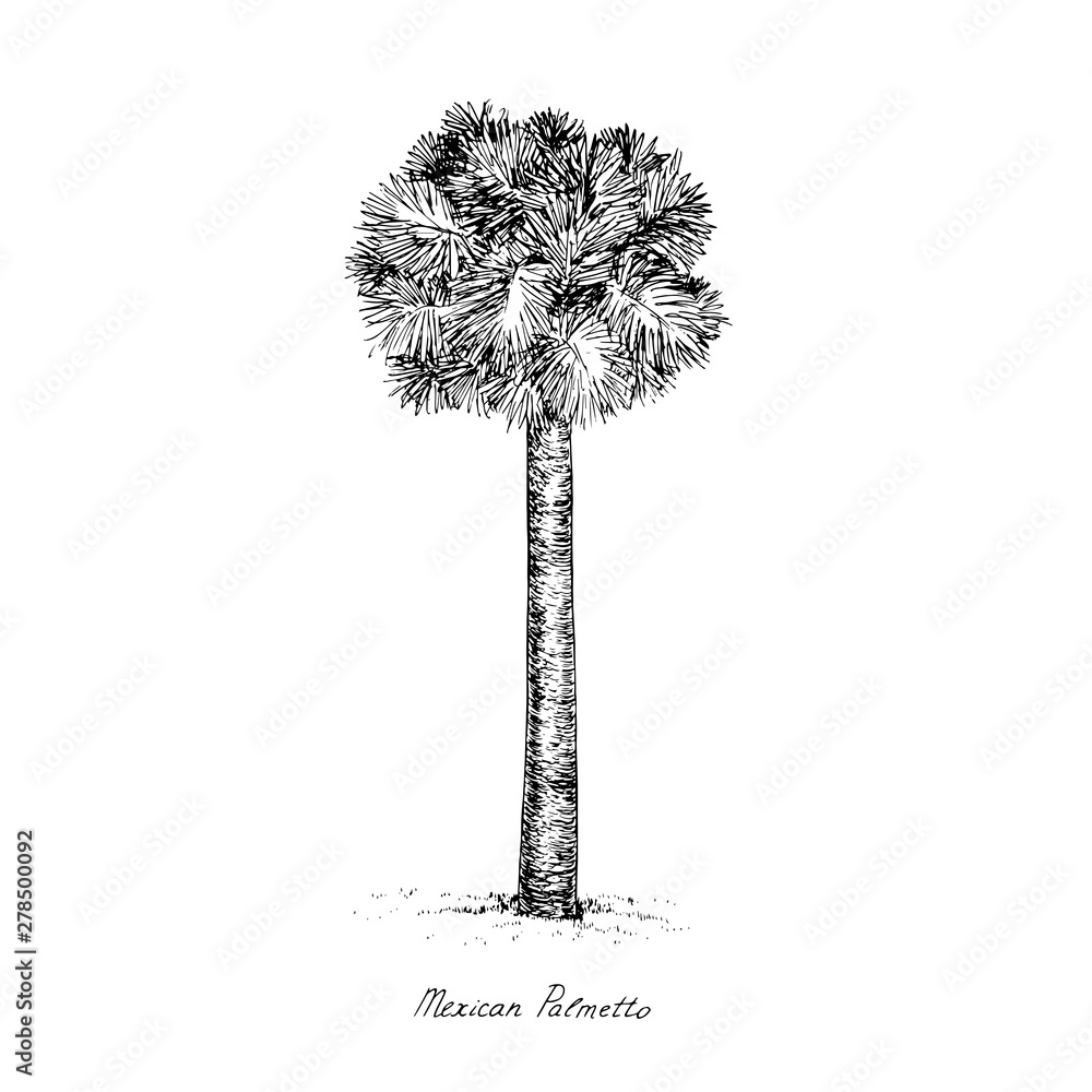 Sabal mexicana (Rio Grande, Mexican or Texas palmetto, Texas sabal palm ...