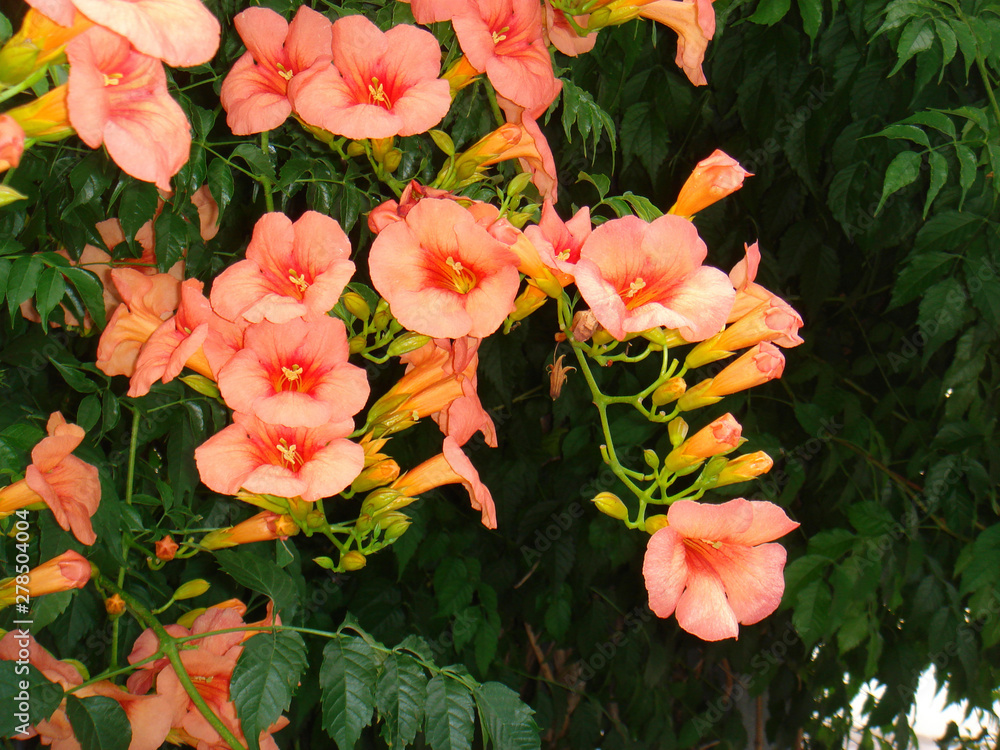 Campsis radicans Stock Photo | Adobe Stock