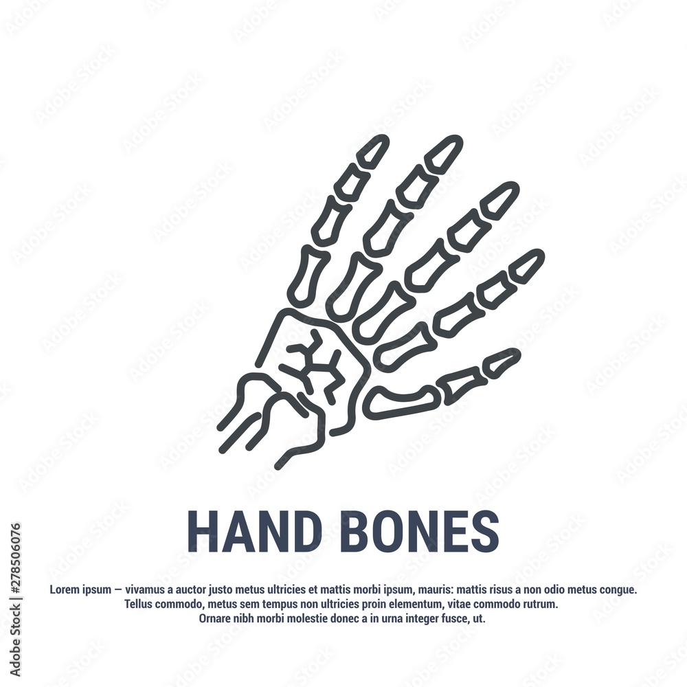 Vector icon. Line design. Skeleton hand. Medicine and anatomy ...