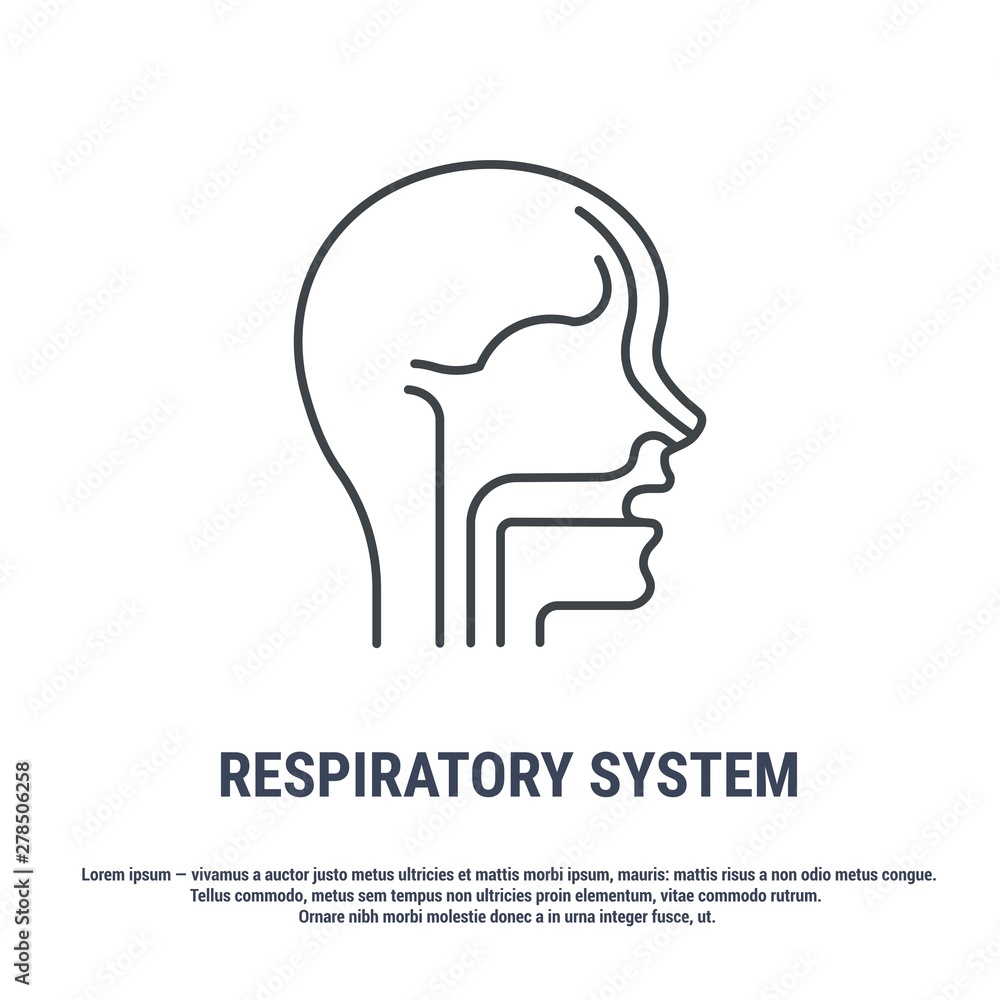 Vector icon. Line design. Respiratory system. Anatomical structure of ...