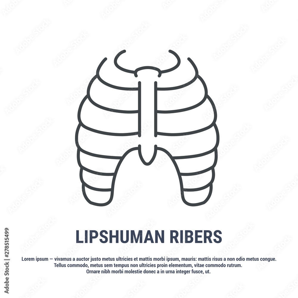 Vector icon. Line design. Rib bones. Anatomical structure of man ...