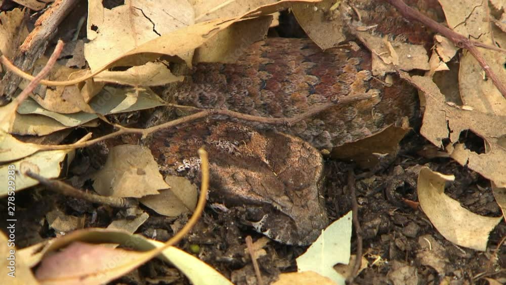 Steady, close up shot of a common death adder (Acanthophis antarcticus ...