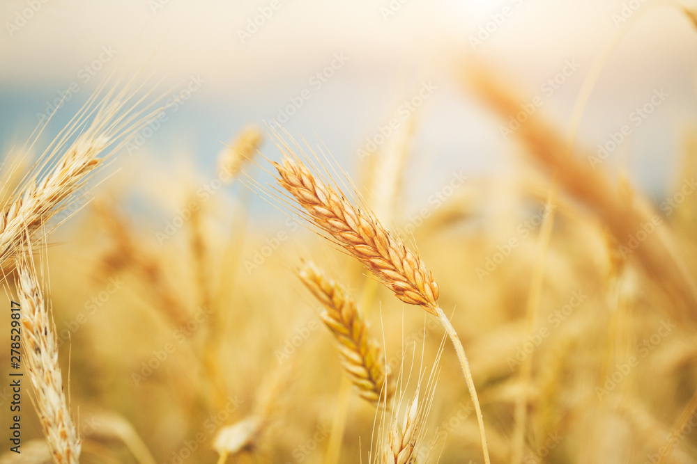 Golden Wheat Field High Resolution
