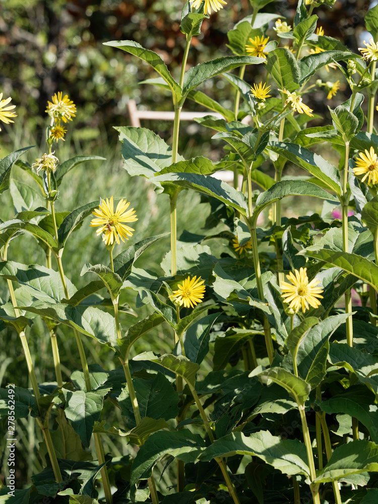 (Silphium perfoliatum) la silphie perfoliée ou silphion aux capitules ...