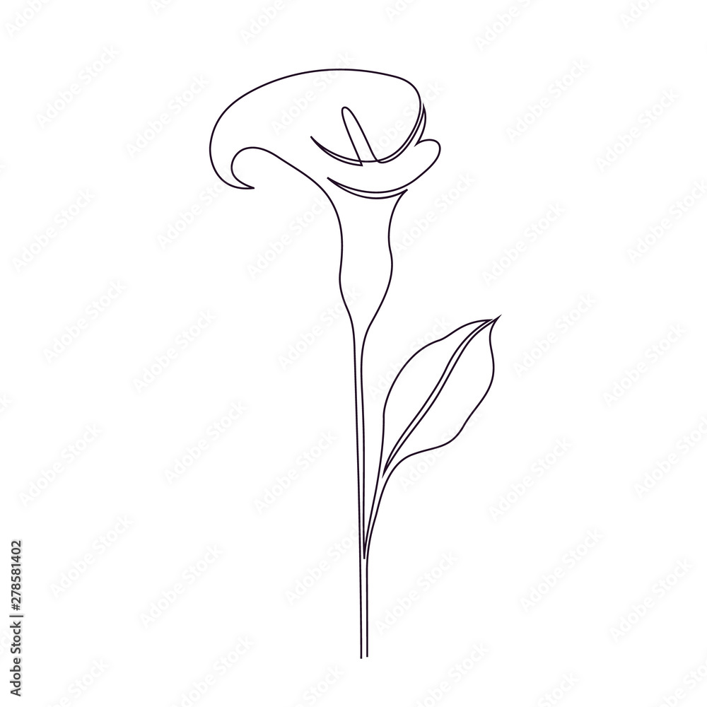Calla lily flower Stock Vector | Adobe Stock