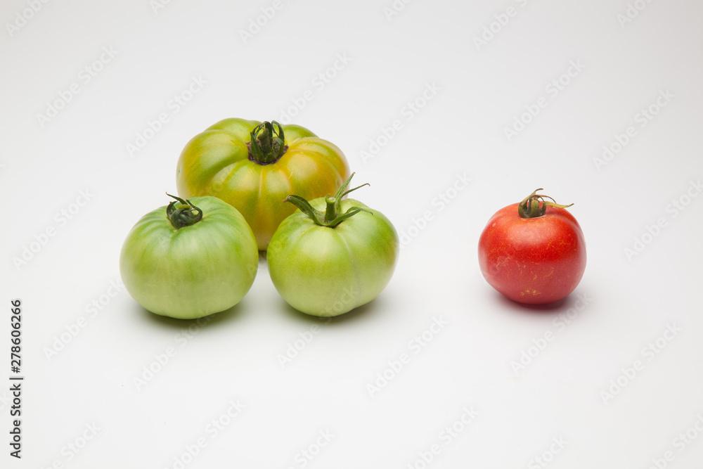 Tomate verde y tomate maduro de color rojo. El tomate verde madurará ...