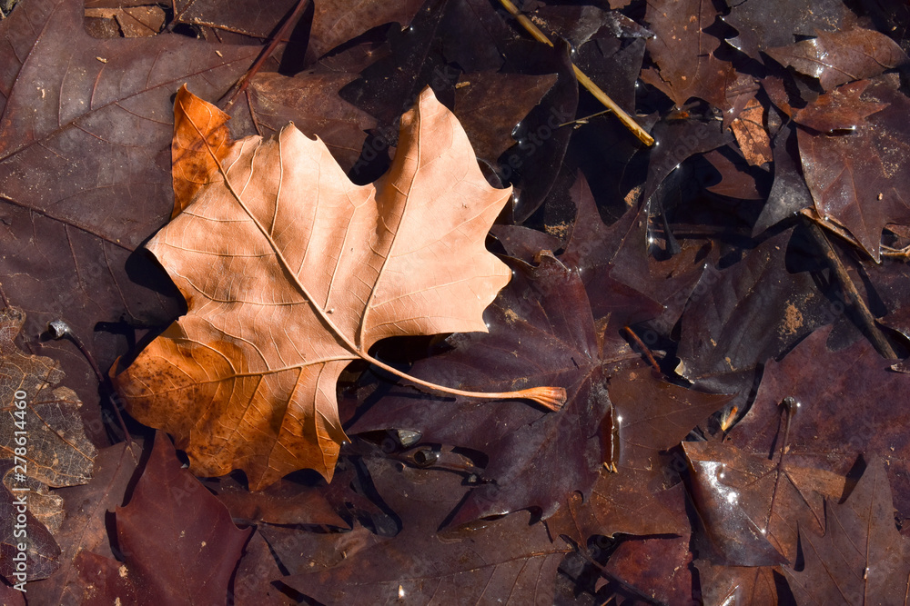 Dry Maple Leaf