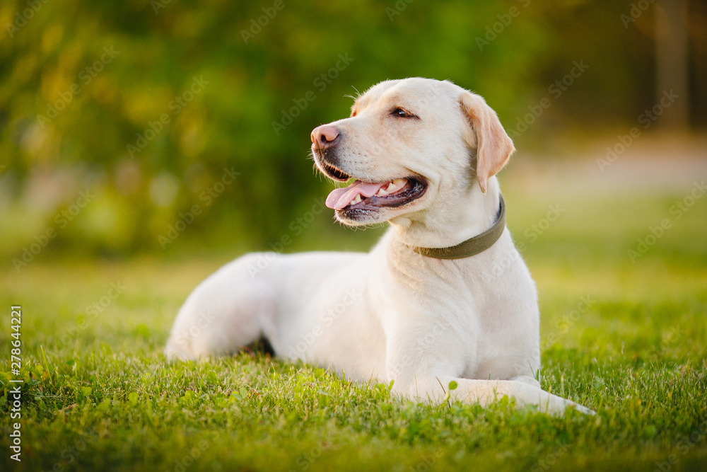 Happy smiling labrador dog outdoors sunset day Stock Photo | Adobe Stock