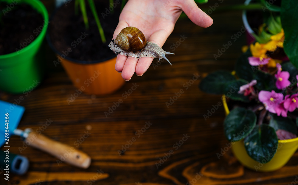 Healing mucus. Snail farm concept. Adorable snail close up. Little ...