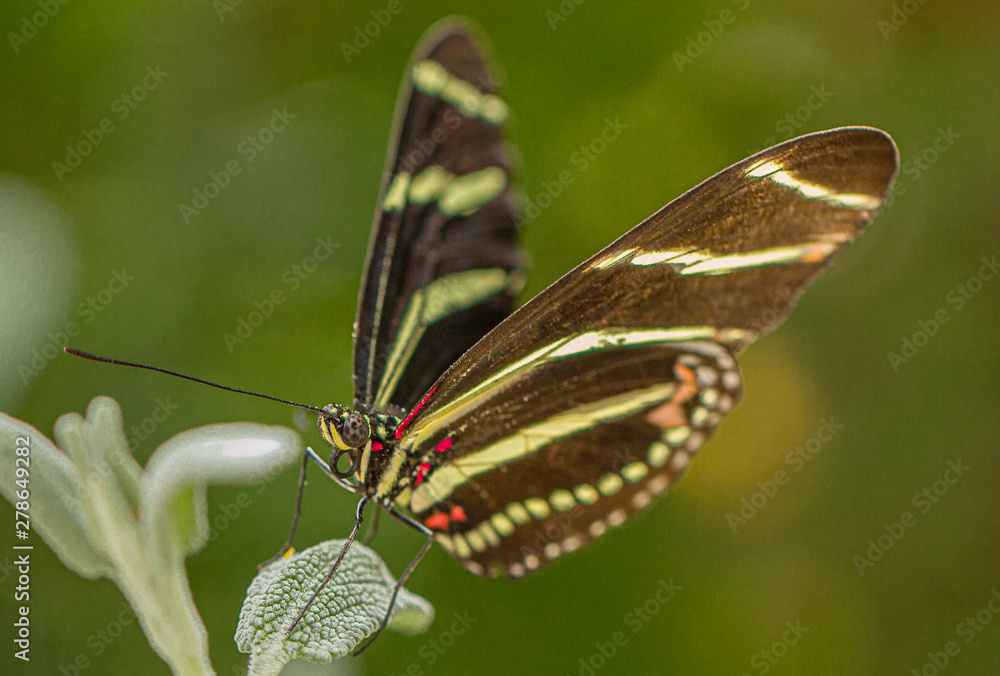 Zebra Longwing Butterfly Drawing