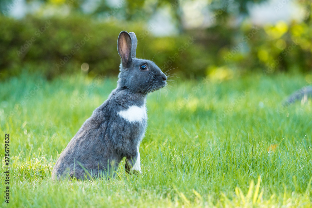 cute grey rabbit with white chest hair standing up on the grassy field ...