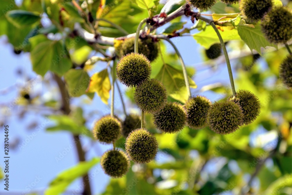 Sycamore Tree Fruit